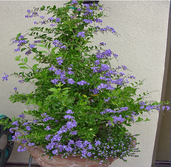 Buy Duranta erecta in UAE - M4 Green Green your world with us