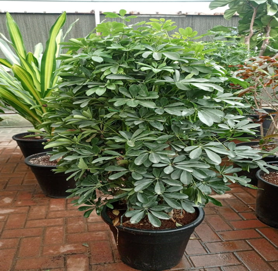 Buy Schefflera 1.5 m in UAE - M4 Green Green your world with us
