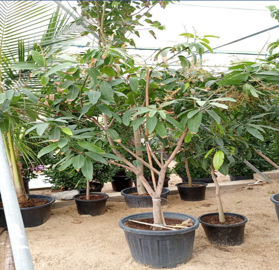 Buy Mango tree Thailand in UAE - M4 Green Green your world with us