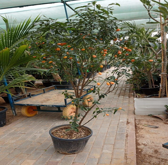 Buy Mandarin plant Pakistan in UAE - M4 Green Green your world with us
