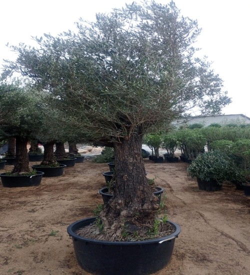 Buy Olive Tree 2.5m in UAE - M4 Green Green your world with us