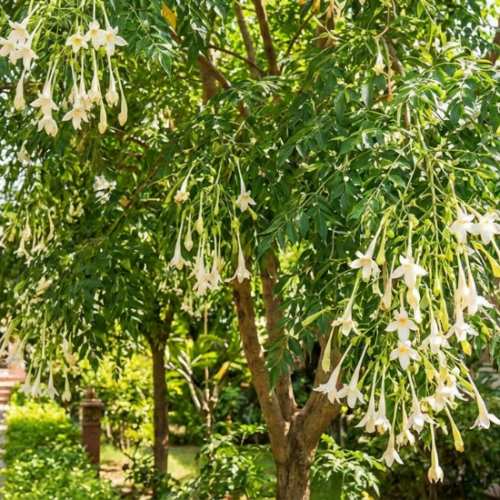 Millingtonia Hortensis (Tree Jasmine) | Fragrant Indian Cork Tree UAE