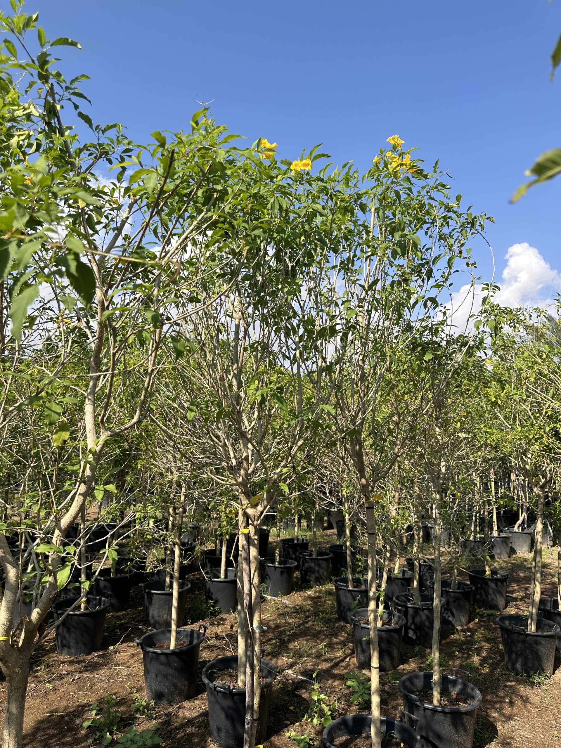 Buy Tecoma Stans Thailand - Yellow Bells in UAE - M4 Green Green your ...